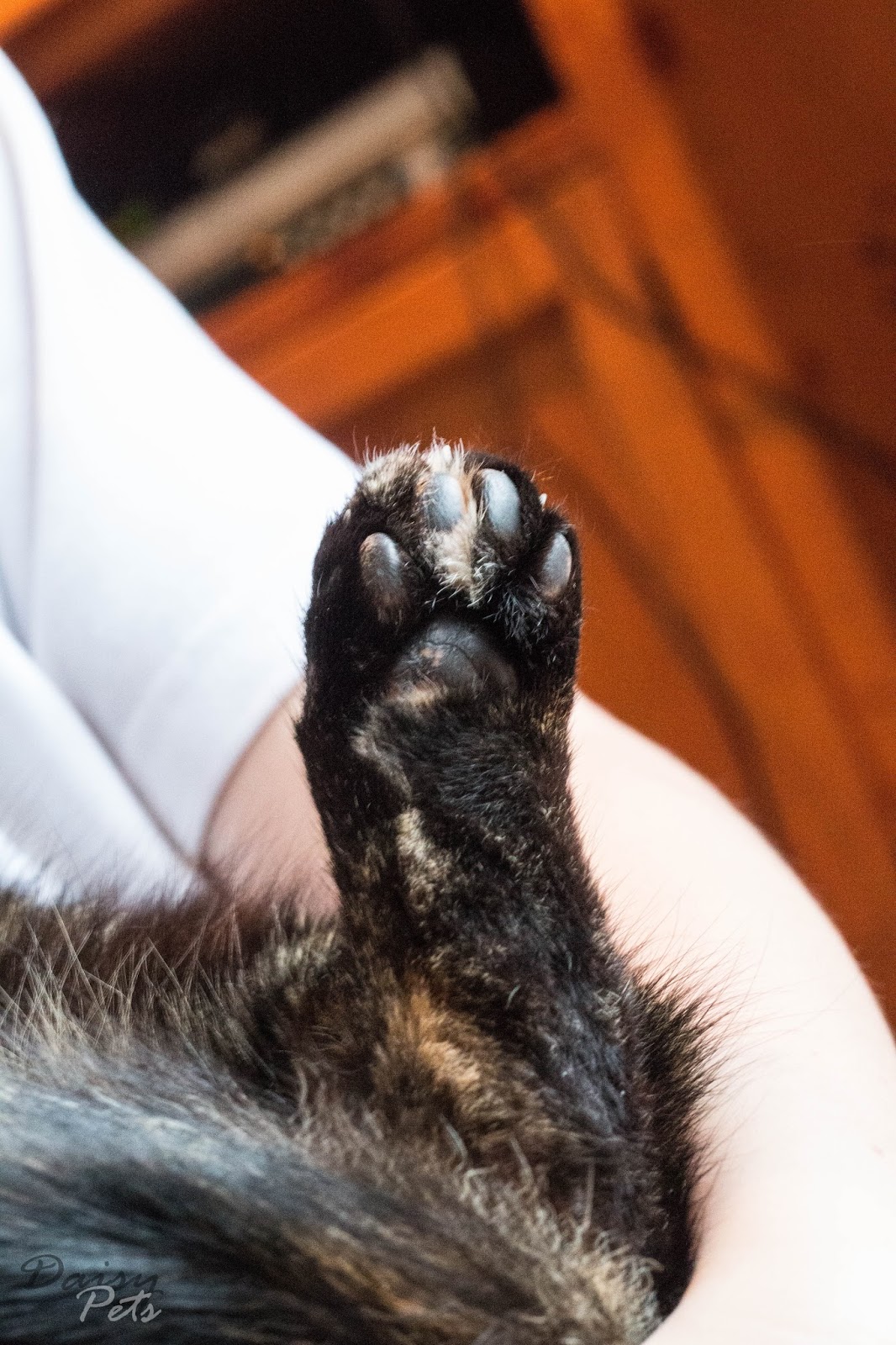 41 HQ Photos Pododermatitis In Cats : Plasma Cell Pododermatitis in ...