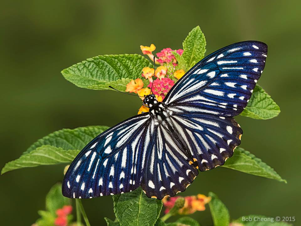 Butterflies of Singapore: Butterfly Photography at Our Local Parks ...