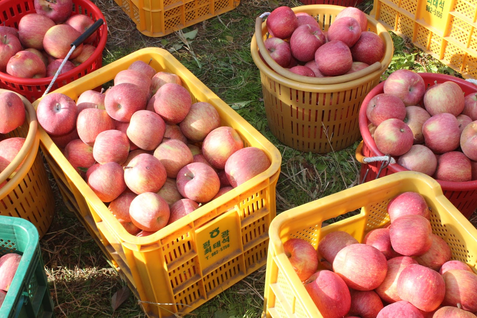 Do you know why there are so many beautiful women in Daegu? Pyeonggwang ...