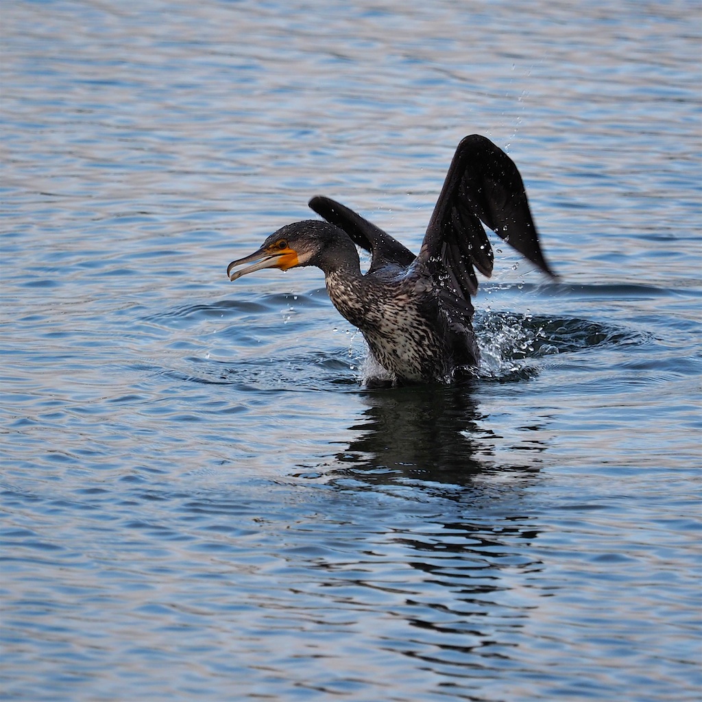 Knuts fugleblogg: Skarv møter sel