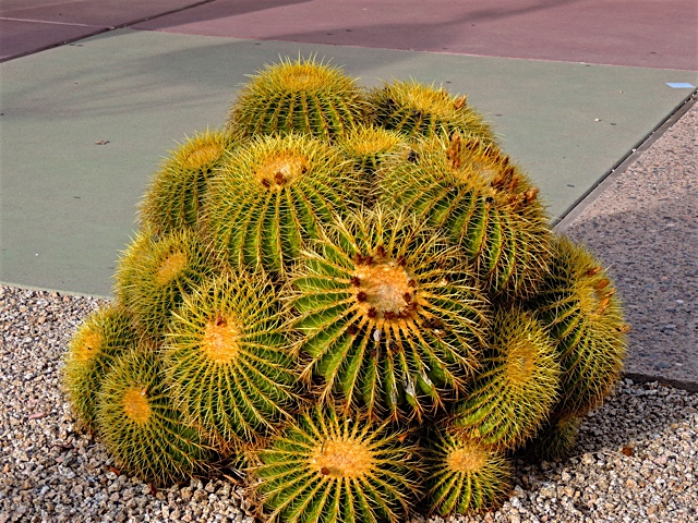 How to cut from large barrel cactus cluster : cactus