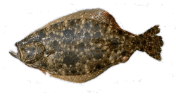 FILANAVAL: Peces de Chile ( Lenguado )