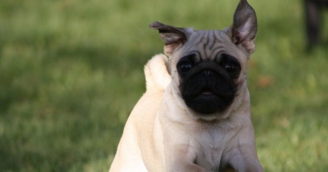 Mopsclub Deutschland - CfdM - German Pug Club: Mops Züchter VDH