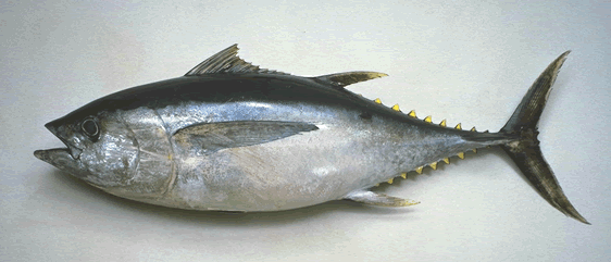 BIGEYE TUNA ~ VIET SEAFOOD EXPORTS
