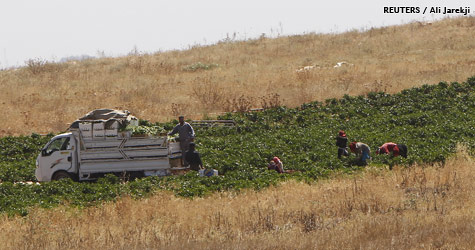 AgriHunt: Syria’s rural economy adapts as conflict spreads