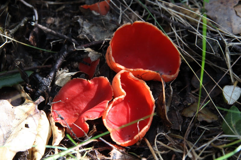 Guía de Setas y Hongos de Navarra.: Sarcoscypha coccínea (Fr)Lamb