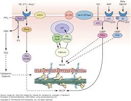 Điều hoà tổng hợp ATP