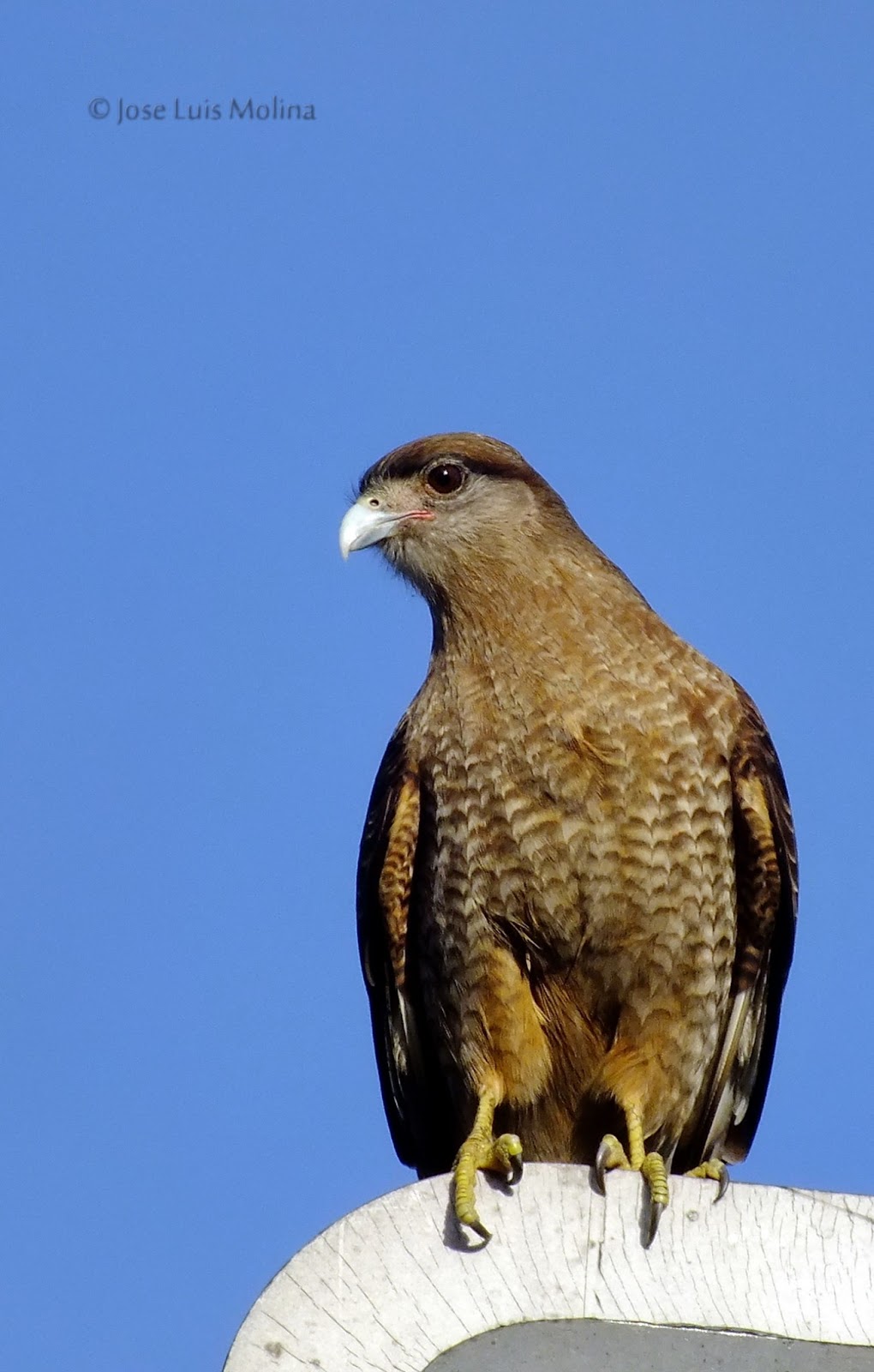 Aves de la VIII Region del Bio Bio: Tiuque
