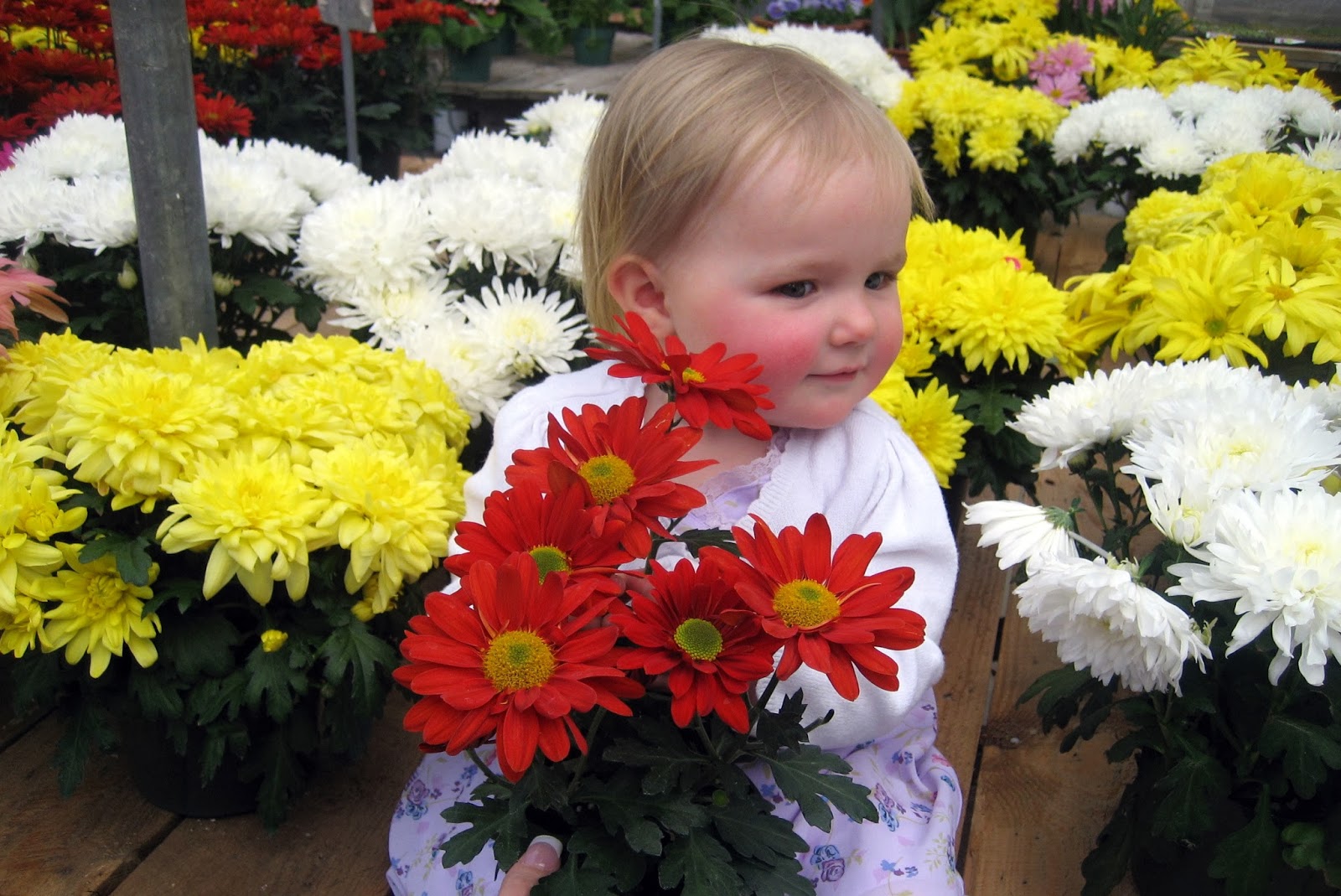 Ben the Greenhouse Guy: Pot Mums for Easter