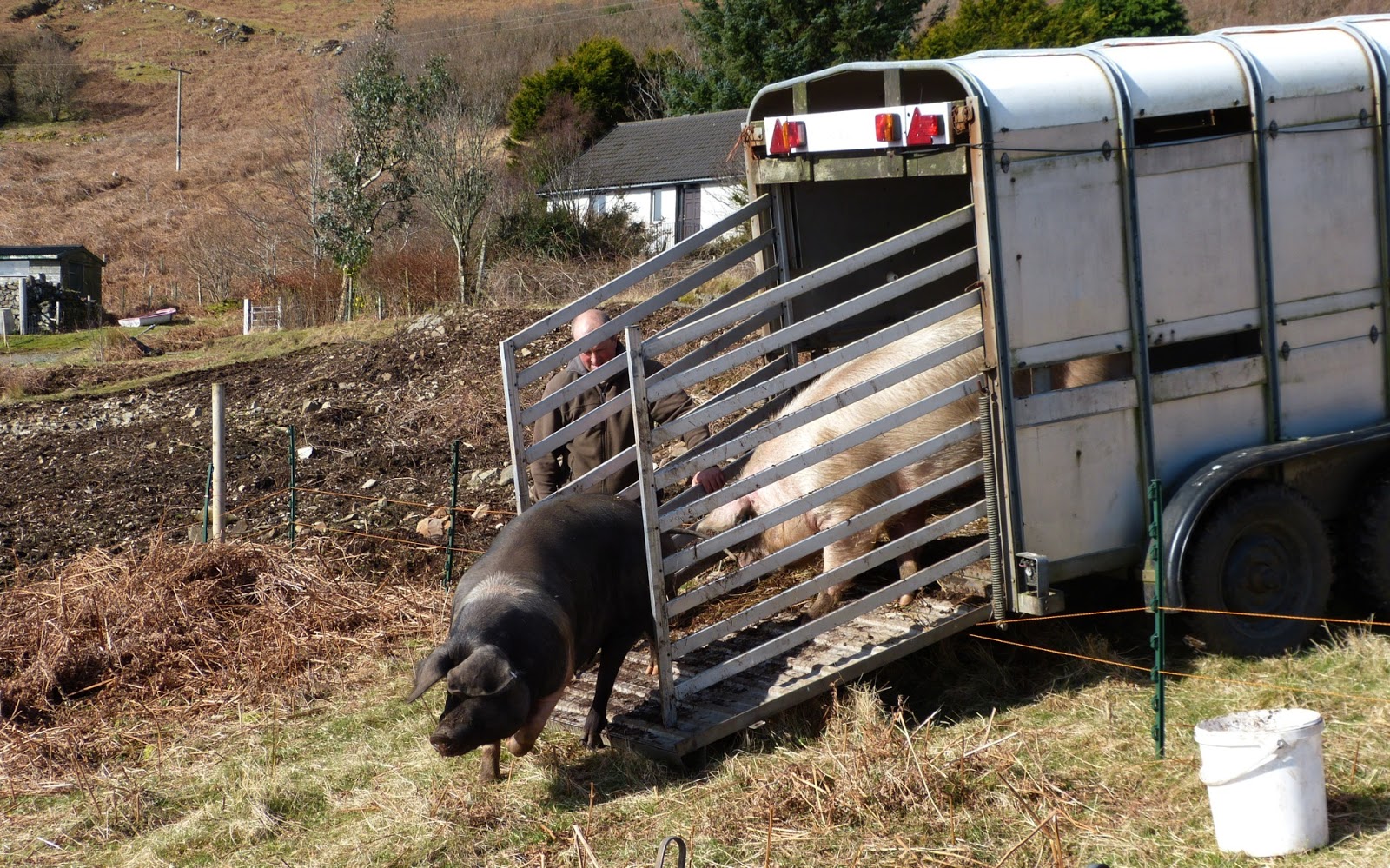 A Kilchoan Diary: Pig Movements
