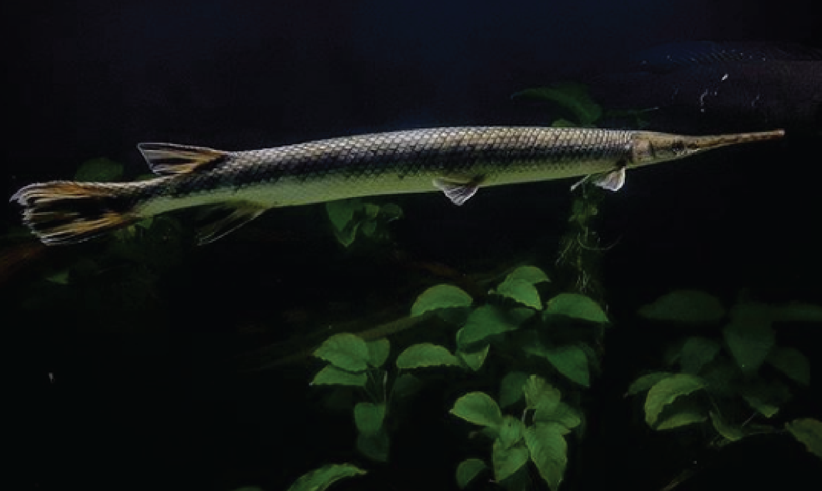 Longnose Gar Si Ikan Mirip Gharial - Nakama Aquatics