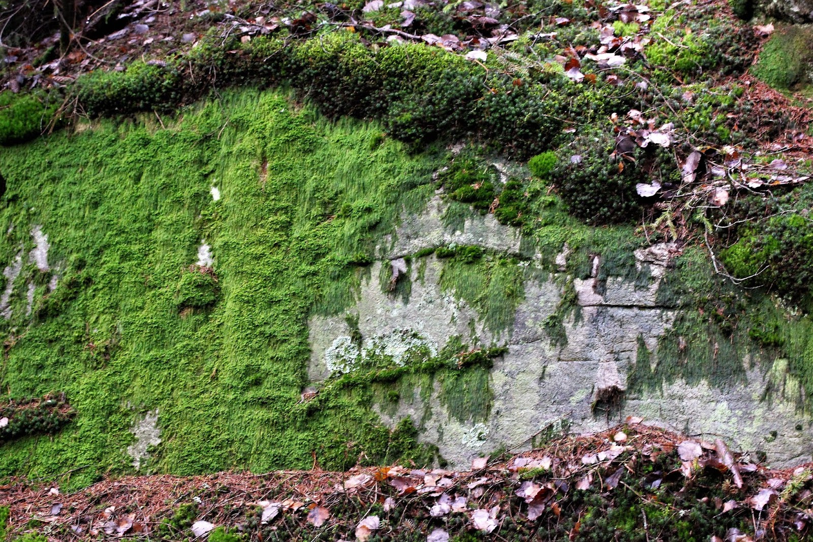 hagen vår: Mose, grønn skog og grønt landskap