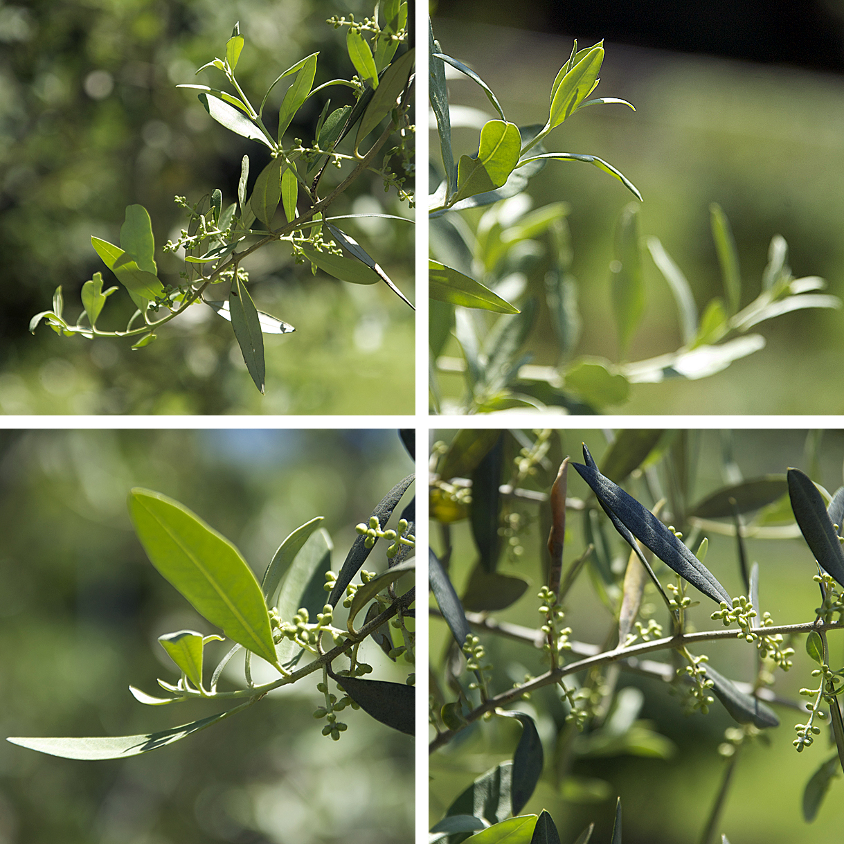 arzigogolare: Green, part II - Inspiration from an olive tree