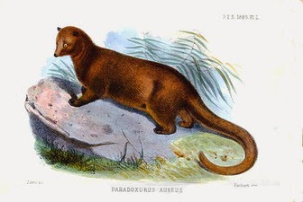 Golden Palm-Cat (Paradoxurus zeylonensis)