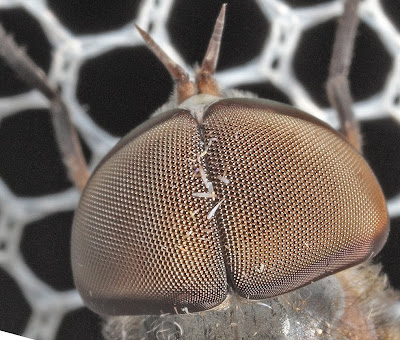 BunyipCo: October 2011