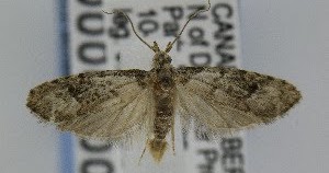 Variety of Life: Copromorphoidea