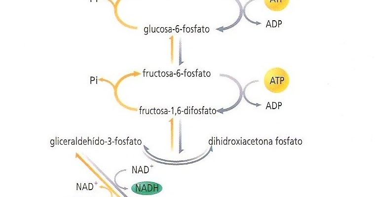 Glucogenesis y su Regulacion
