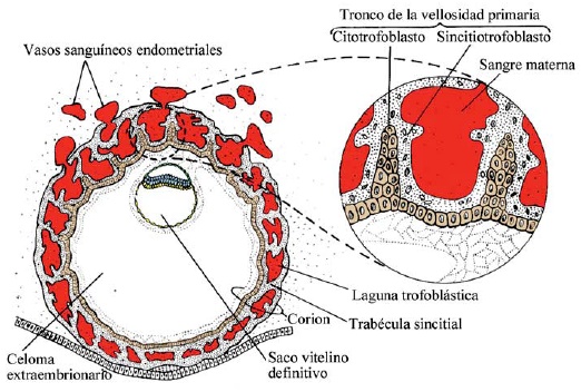 Embriologia Clinica: SEGUNDA SEMANA DE DESARROLLO: DISCO GERMINATIVO ...