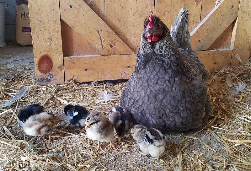 Breakfast of Champion Chicks - Fresh Eggs Daily® with Lisa Steele