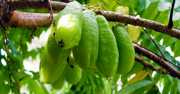 Benefits of Kamias on Your Health