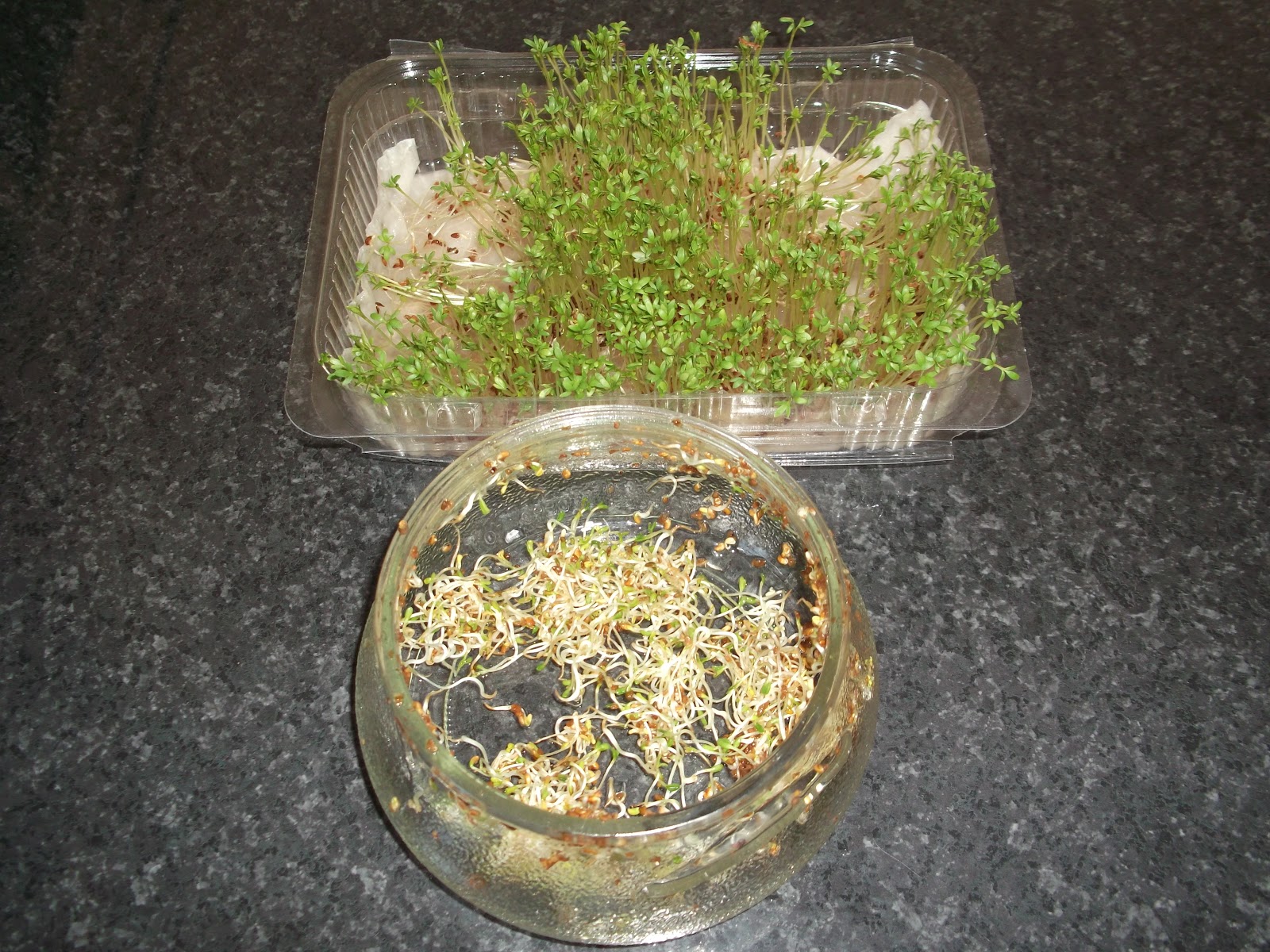 Joe & Di's Allotments & Kitchen Garden: Indoor gardening - Sprouting ...