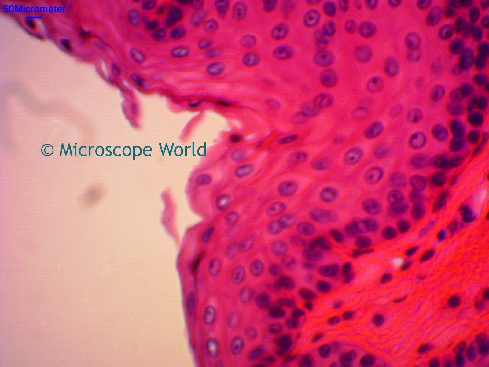 Larynx Microscope Slide