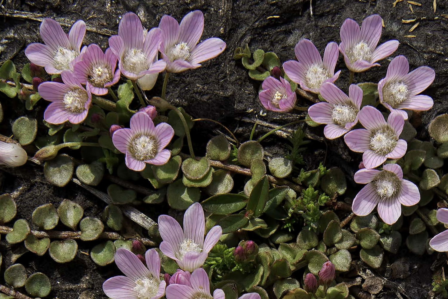 Flores y Paisajes de Asturias : Anagallis tenella