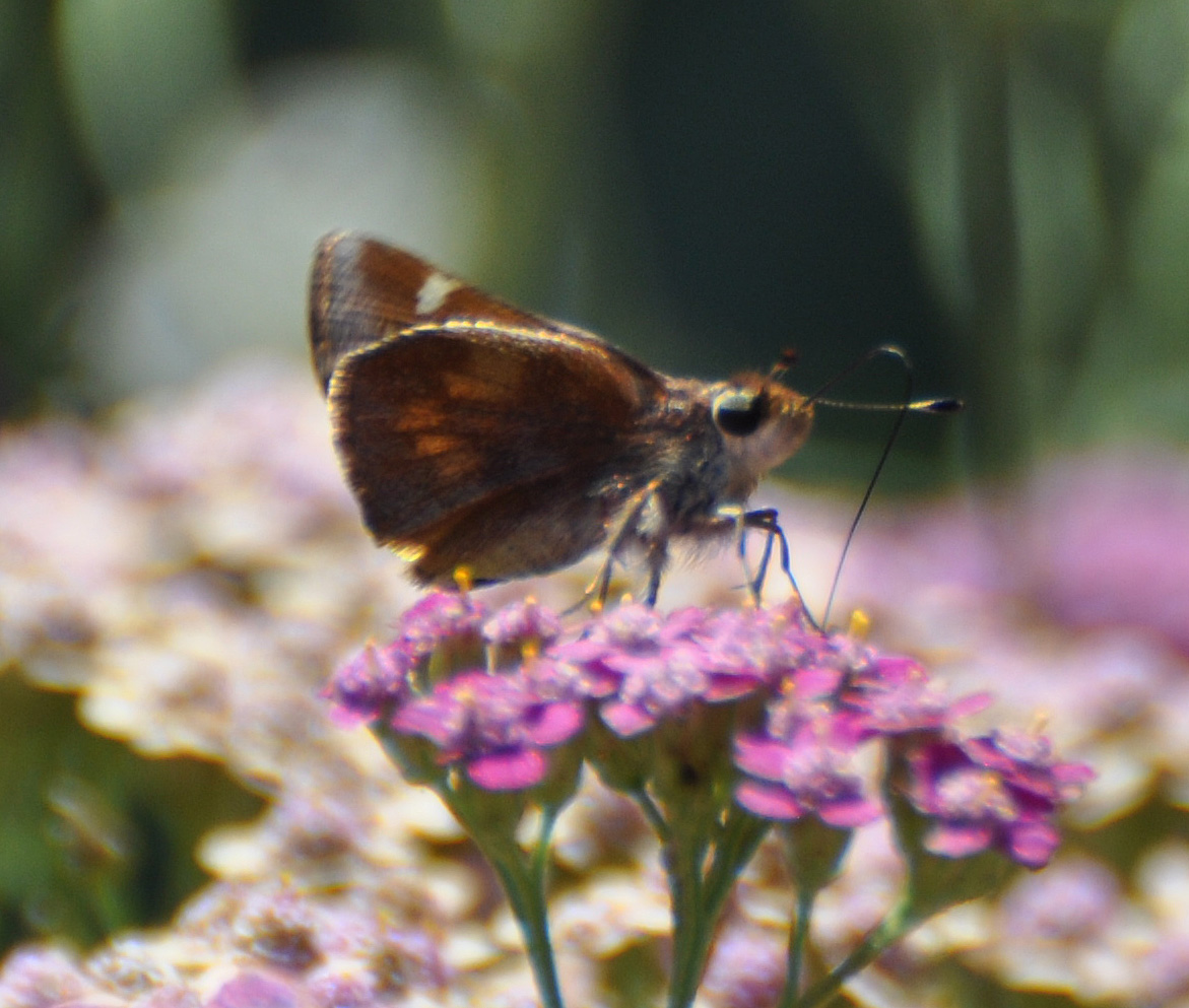 Mother Nature's Backyard - A Water-wise Garden: Umber Skipper Butterfly ...