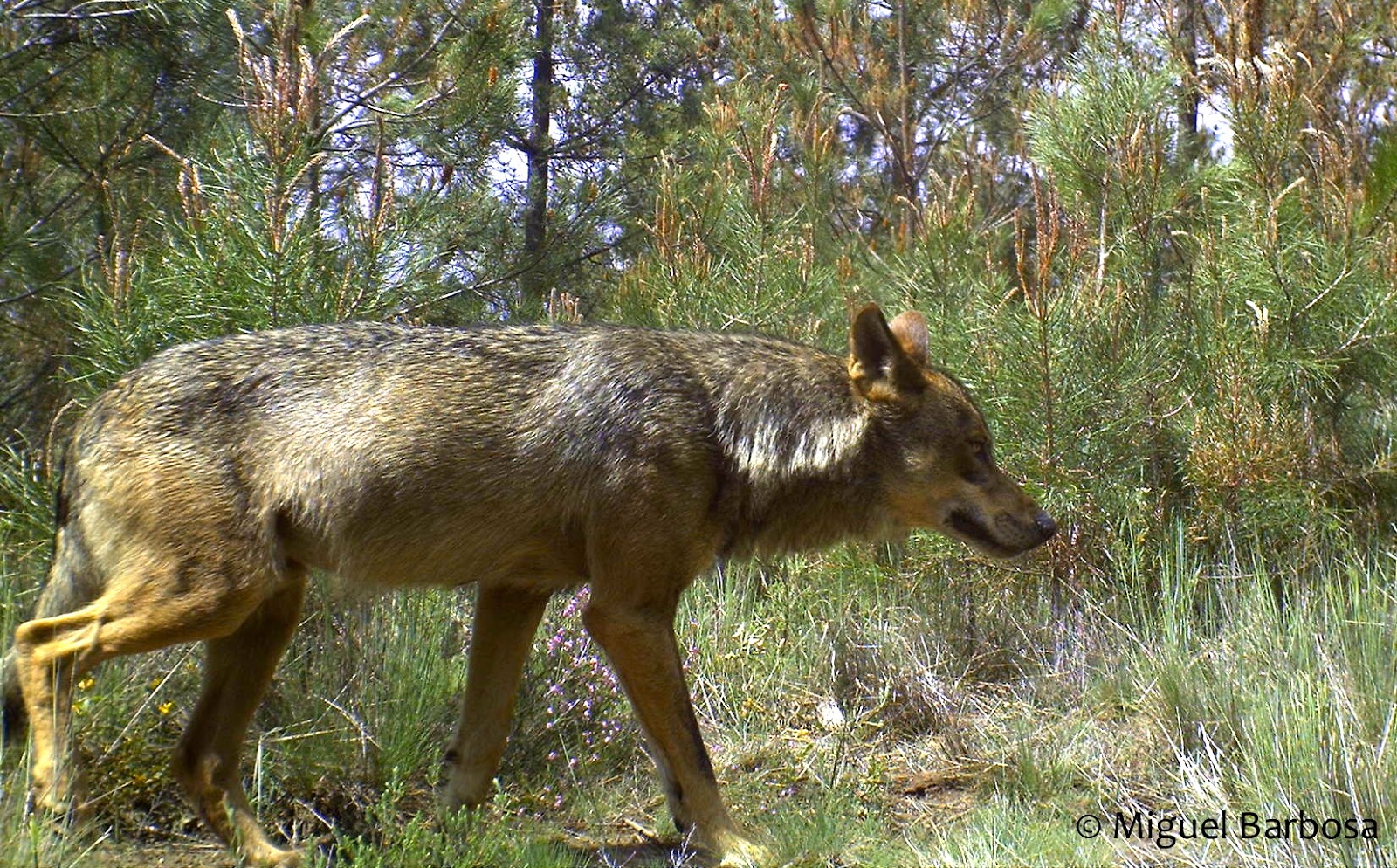 Fauna Ibérica: Seguimento das Alcateias de Bragança durante o ano 2010 ...