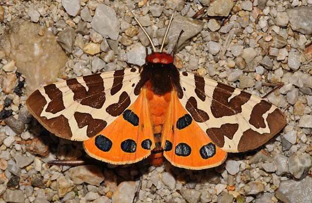 Garden Tiger Moth and its Woolly Bear caterpillar in serious decline ...
