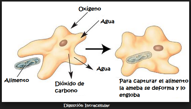 Digestión intracelular y extracelular - Banco de Preguntas de Biología