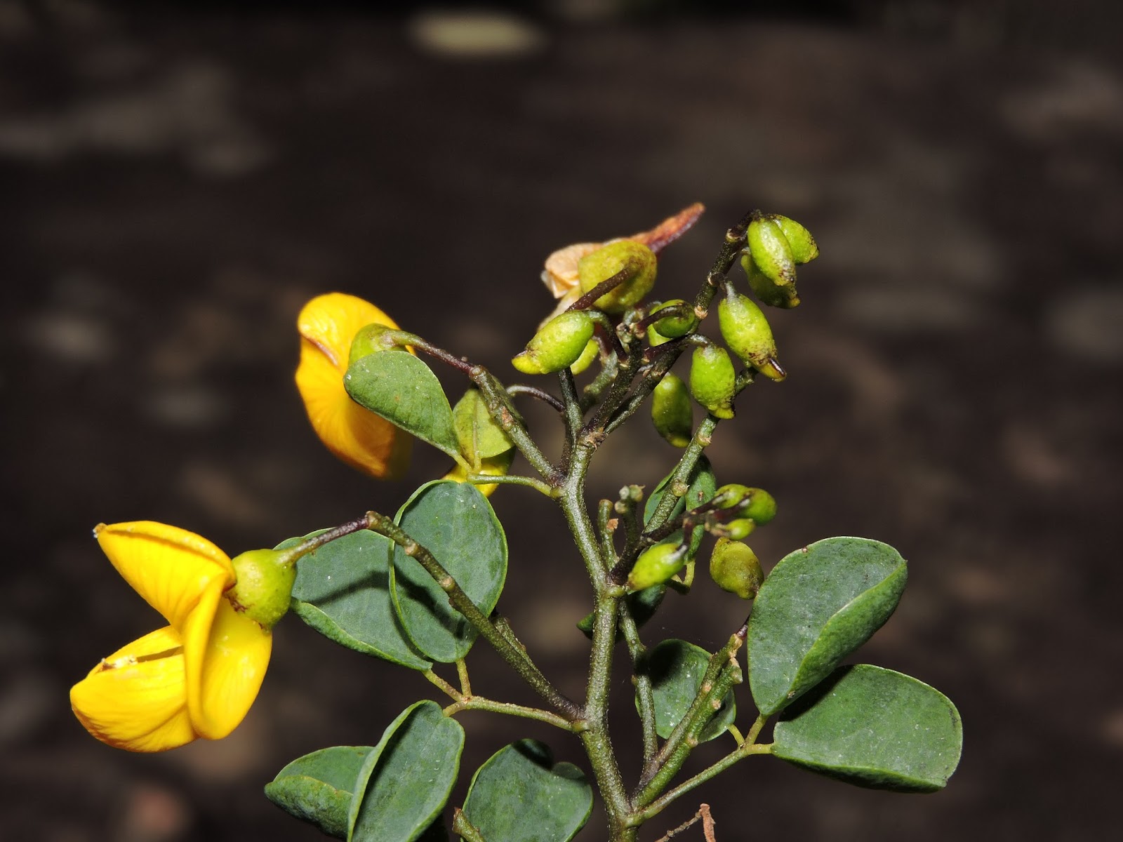 Fabaceae - Leguminosae no Brasil: Fabaceae - Poiretia bahiana C. Müll.
