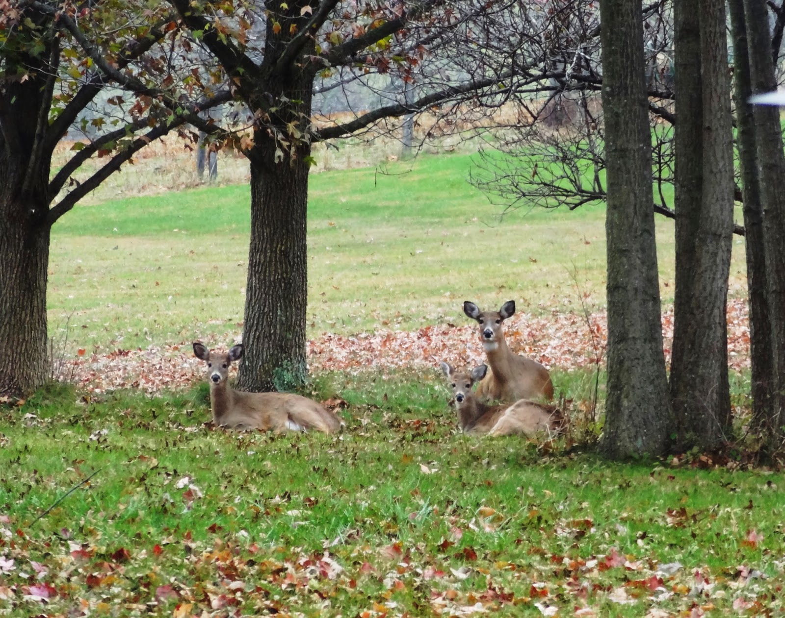 Live and Learn-Toss and Turn: 11/01/2013 - 12/01/2013