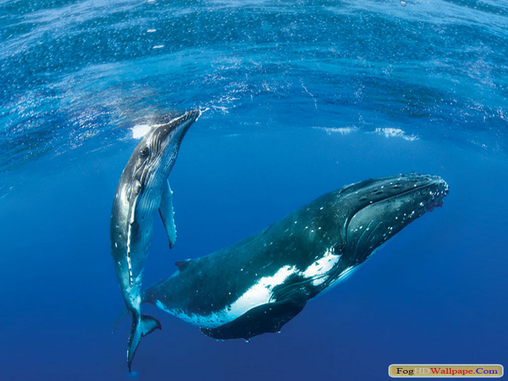 Wheel Fish Desktop HD Wallpaper | Fog HD Wallpaper