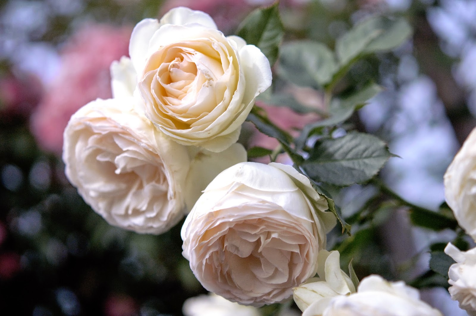 La Passion des Rosiers à la Pépinière Fil Roses: septembre 2014