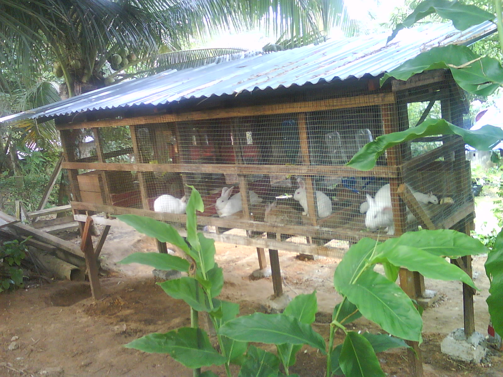 Bamboo Bunnies Rabbitry