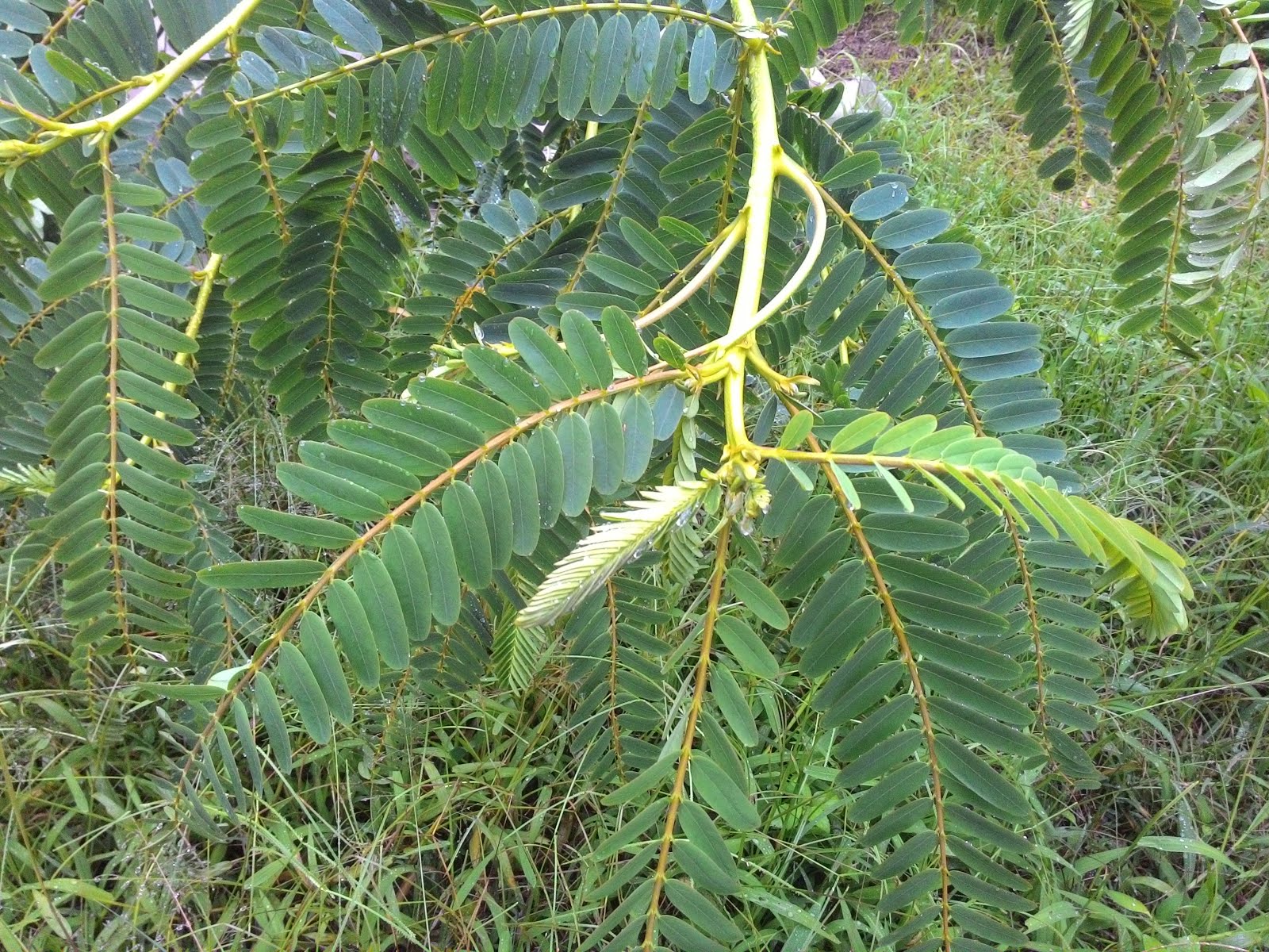 Mouthwatering Food Recipes: 311) AGATTI SOUP