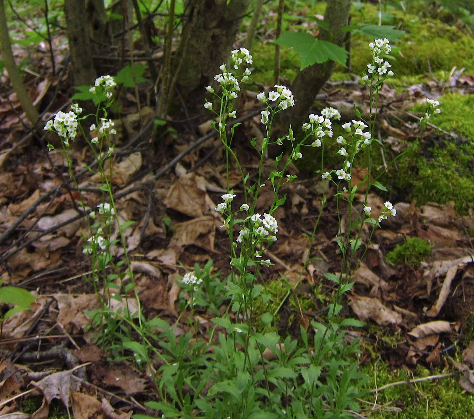 Saratoga woods and waterways: A Three-Day Festival of Flower Finds
