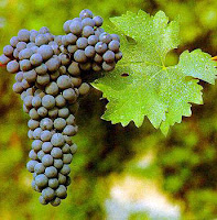 The Sommelier Update: Noble Grapes