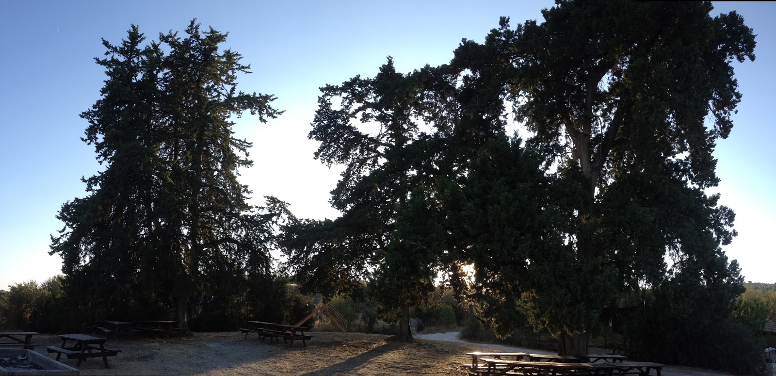 SecretCyprusTravel: Kyparissos tree at Salamiou village, Pafos