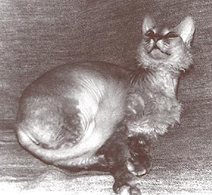 With love to Sphynx :): Donski Sfinks (Don Sphynx) - Historia