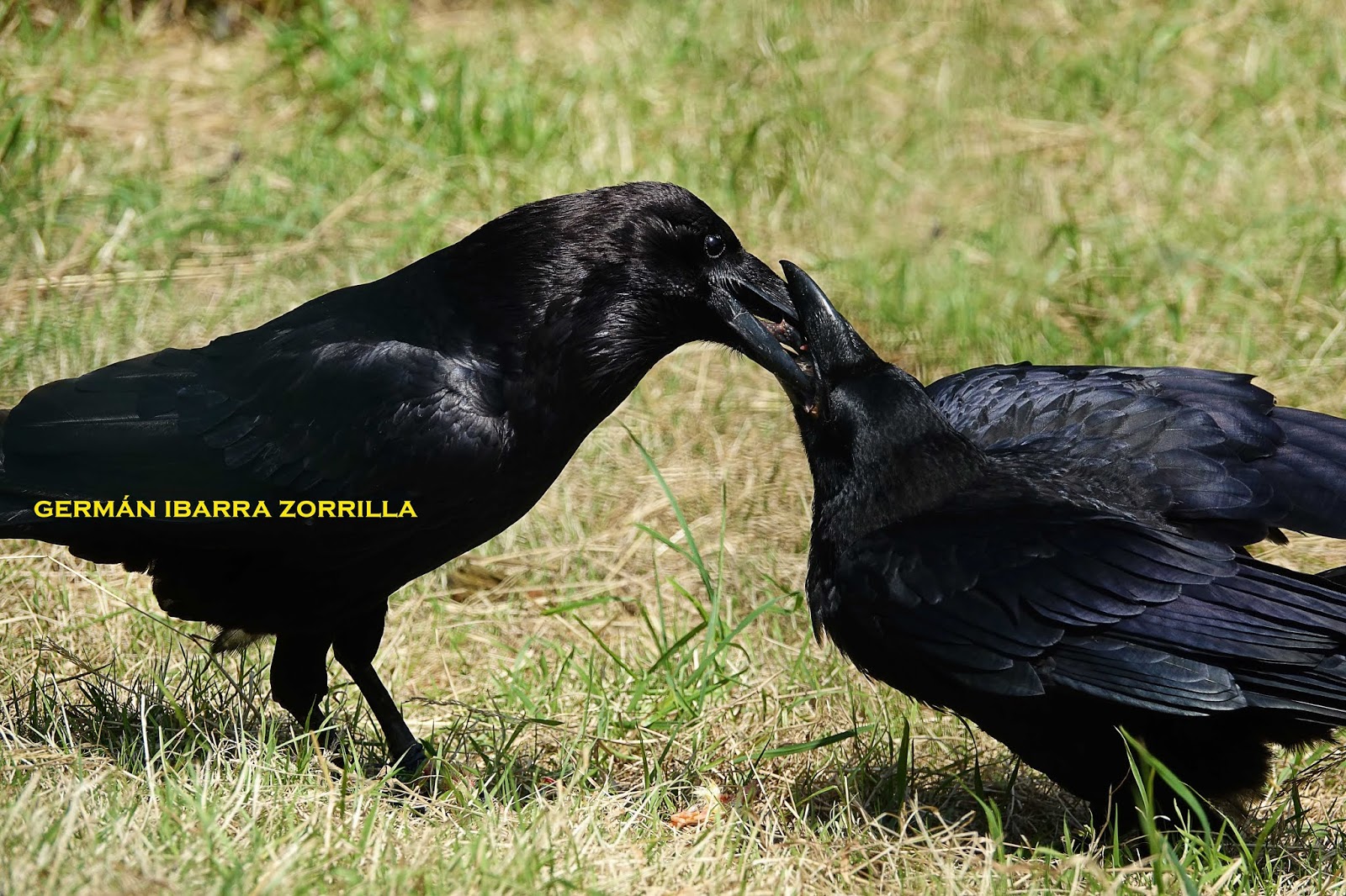 Constantino Parente: Cuervo (Corvus corax)
