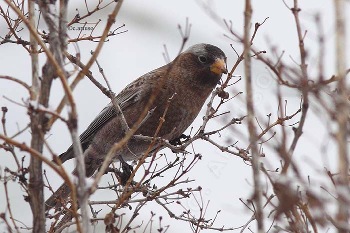 Christian Artuso: Birds, Wildlife: Gray-crowned Rosy-Finch in Manitoba