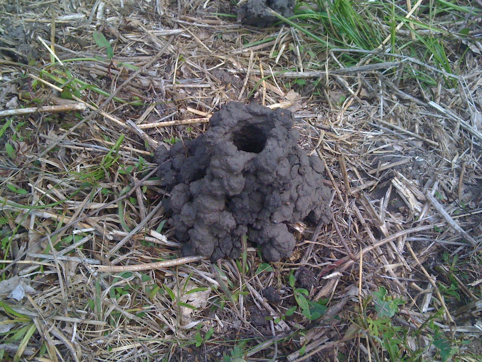 Nuke Runner: Mud Bugs