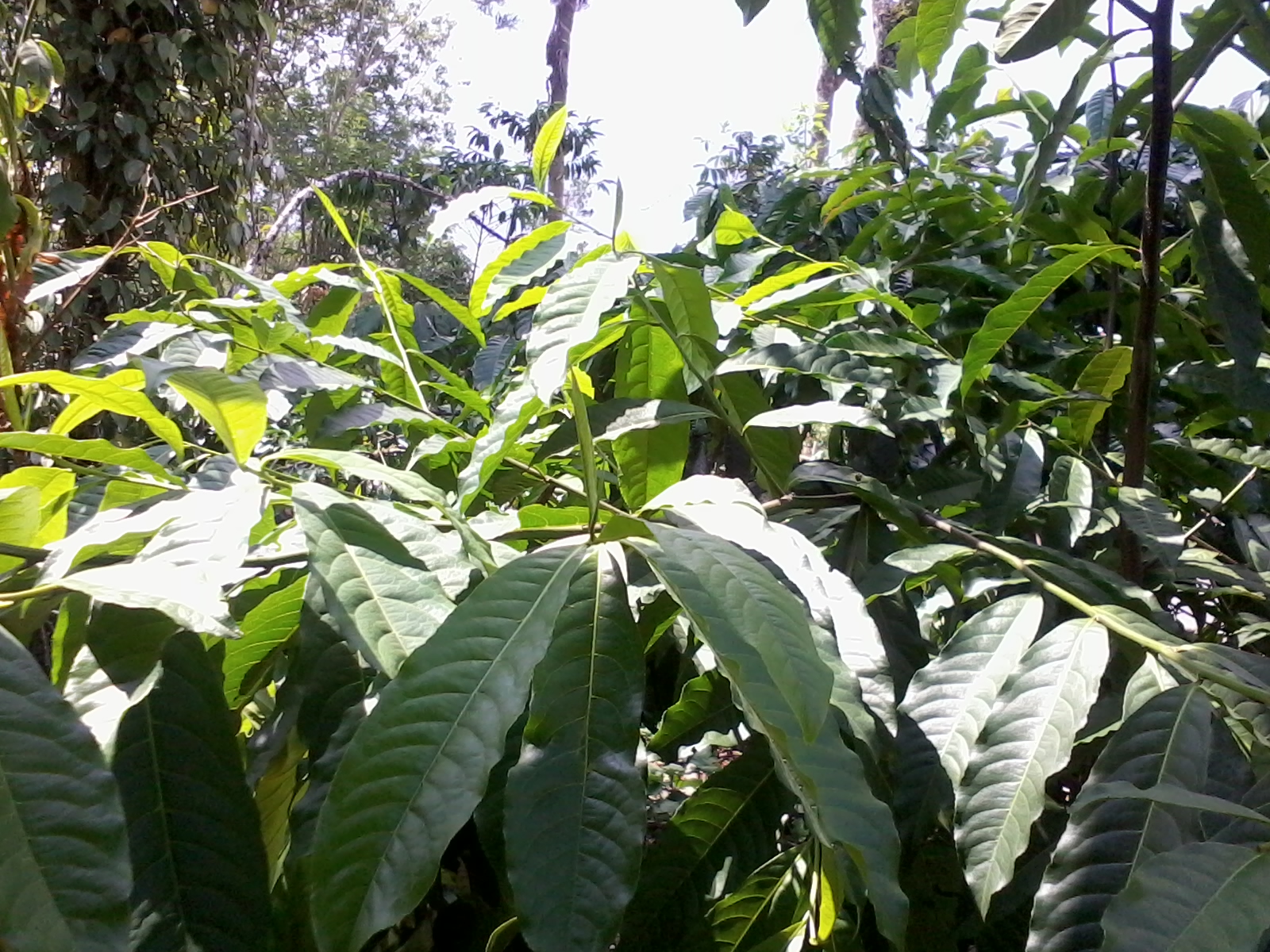 Rudraksha Cilacap: Pengolahan Biji Jenitri (Elaeocarpus ganitrus)