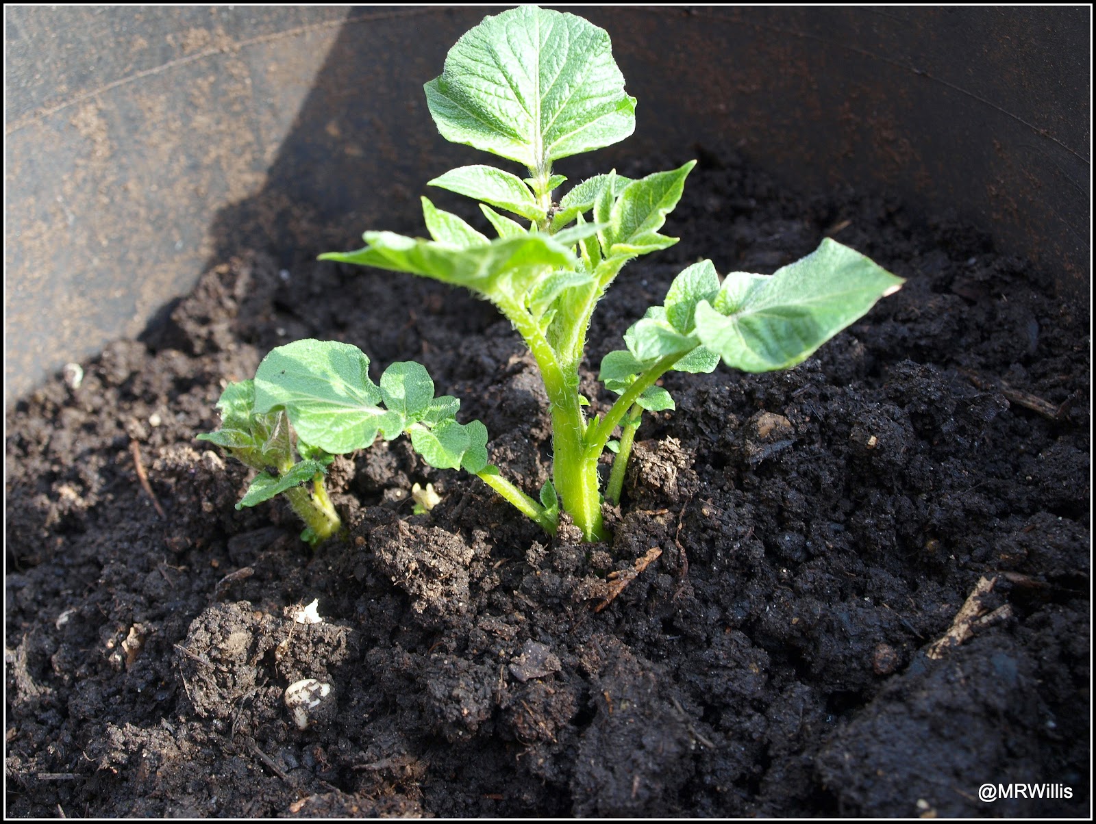 Mark's Veg Plot: Earthing-up my potatoes