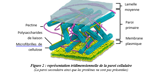 طلاب البيولوجيا في الجزائر: COUR N01 DE BIOLOGIE VÉGÉTALE : LA CELLULE ...