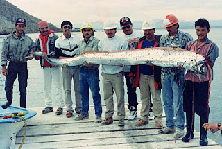 extraordinary uniqueness in the world: Legendary Monster Fish "Oarfish"