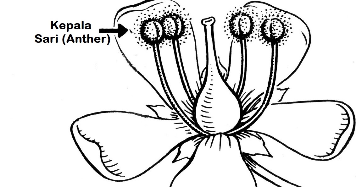 Jangan Lewatkan! Contoh Bunga Sempurna Dan Fungsinya yang Mantul ...