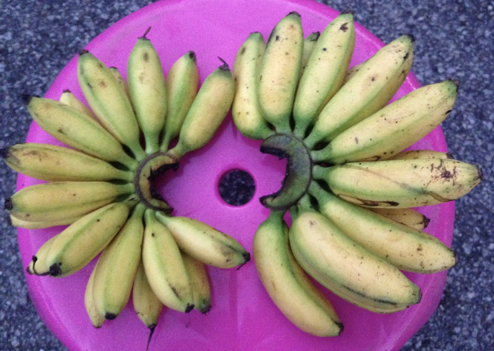 Suria Helang Lui: Pisang Emas or Lemak Manis: Which is which?